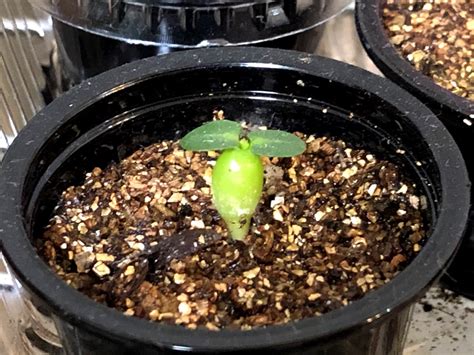 またカビ! Grasshopperは多肉の夢を見るか? またカビ! Grasshopperは多肉の夢を見るか?