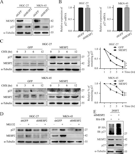 Mesp2 Binds Competitively To Tcf4 To Suppress Gastric Cancer
