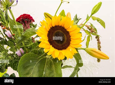 Bouquet Of Sunflowers At Home Concept Of Natural And Decoration Stock