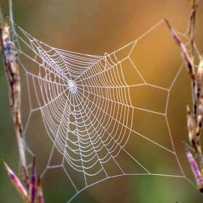 New Research Uncovers The Internal Structure Of Spider Silk Statnano