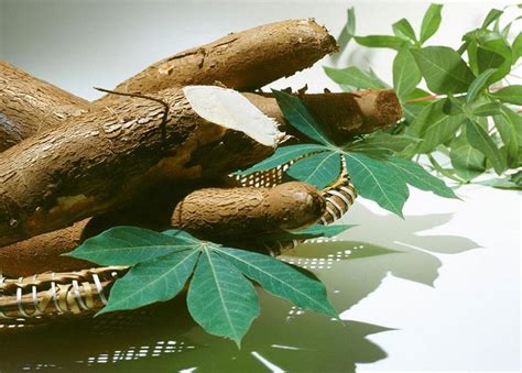 木薯【中药】【中医百科】