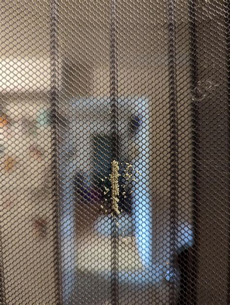 Egg Id R Whatsthisbug