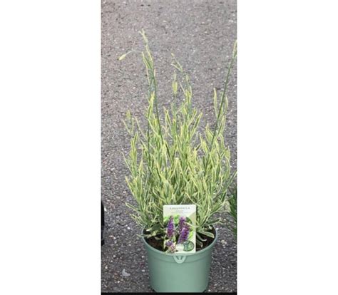Lavandula Ang Platium Blond Green Solutions