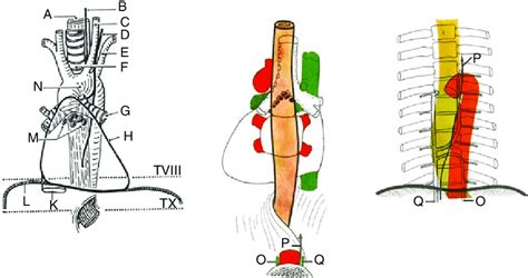 1 Relationships Of The Esophagus With Mediastinal Structures