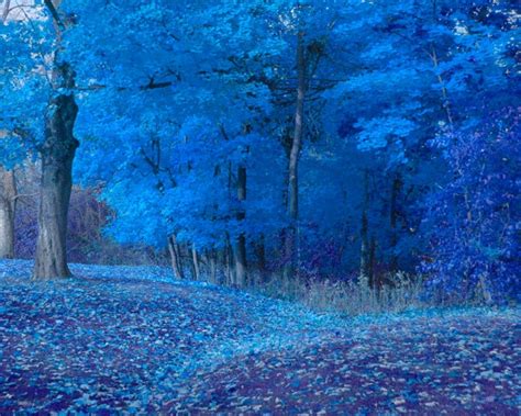 Blue Foliage Trees Photograph Blue Dominant Autumn Surreal Etsy