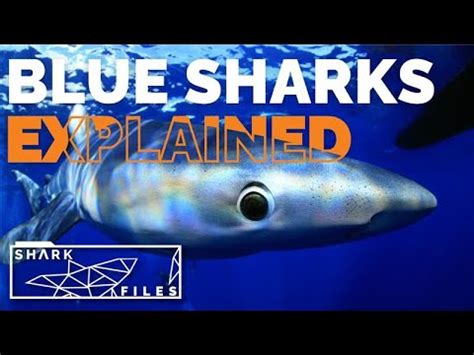 Blue Sharks Explained Atlantic Migration Diet And Conservation Youtube