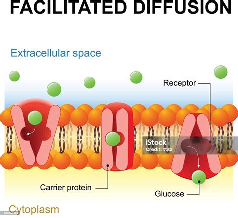 Facilitated Diffusion Animation