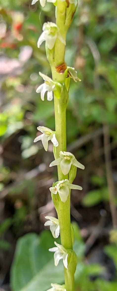 Platanthera Ephemerantha Whiteflower Rein Orchid Humboldt Life