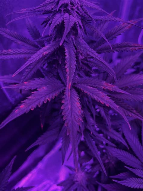 Rust Colored Spots On Random Leaves Rcannabiscultivation