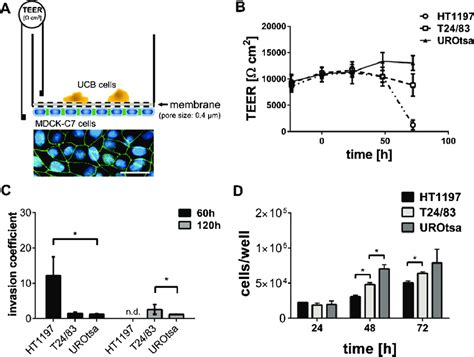 Invasive Properties Of Ucb Cells A The Teer Assay Depends On A High