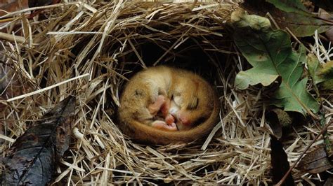 Hazel Dormouse Muscardinus Avellanarius Hibernating Bing Gallery