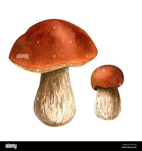 Watercolor Illustration Edible Mushroom Cut Out Stock Images And Pictures