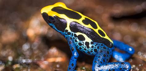 Poison Dart Frog Facts