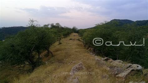 Anogeissus Pendula The Resident Tree Of Aravalis Jaipurthrumylens