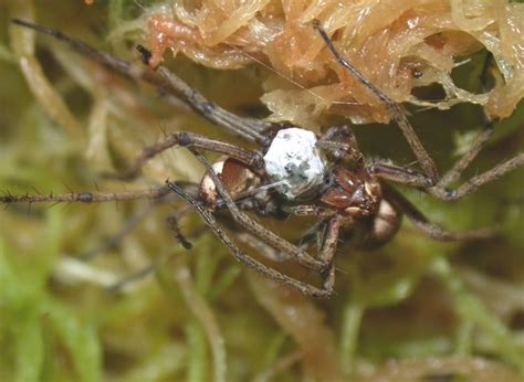 Male Spiders Give Presents For Longer Sex Sessions Video Ibtimes Uk