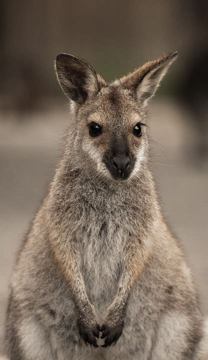 Carpincho Tomando Mate En Una Playa Con Un Sombrero Mexicano Dalle Rargentina