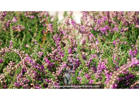 Calluna Vulgaris Alportii Bruyère Dété Pépinière Du Penthièvre