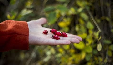 Responsible Foraging How To Forage With Safety And Respect Britishlocalfood Mindful Foraging