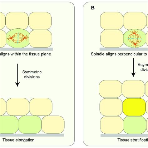 A Schematic Of A Canonical Kinetochore The Main Structure Of The Download Scientific Diagram