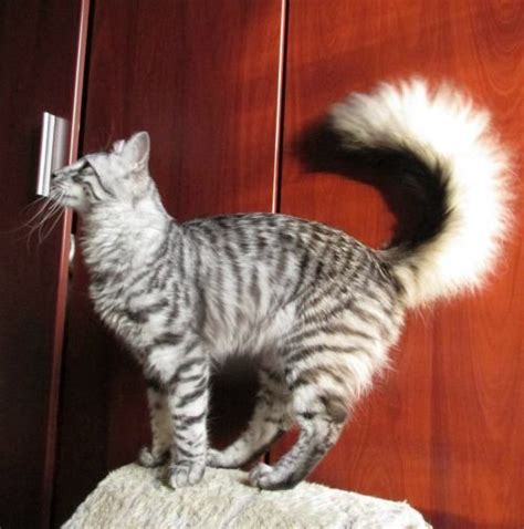 Black Silver Mackerel Tabby Cats With Long Tails Long Tailed Cat