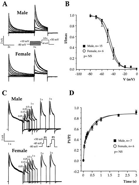 Steady State Inactivation And Reactivation Of I Kur In Male And Female Download Scientific