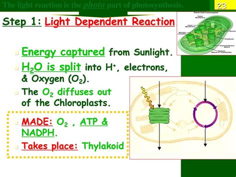 Adp Atp And Cellular Respiration Ppt Download
