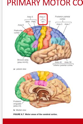 DESCENDING Motor Pathways Flashcards Quizlet