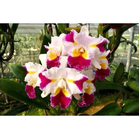 Orchid Patchara Fancy Fragrant Cutting Only Shopee Malaysia
