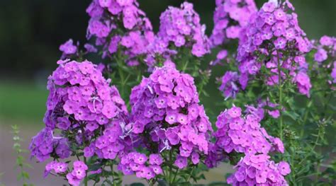 19 Most Fragrant Flowers For Your Cutting Garden