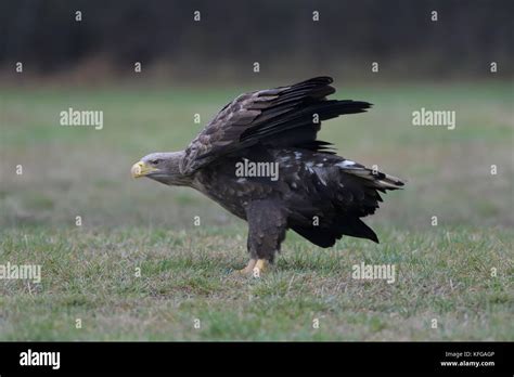 Sea Eagle In The Hight Grasses Of An Open Field In The Forrest Stock