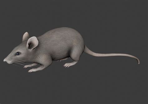 Mouse Rig Cgtrader