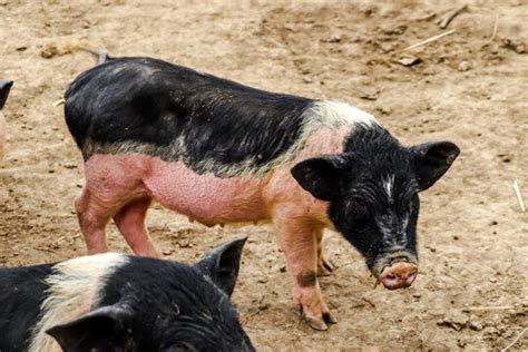 小香猪图片素材 小香猪设计素材 小香猪摄影作品 小香猪源文件下载 小香猪图片素材下载 小香猪背景素材 小香猪模板下载 搜索中心