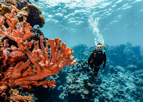 Diving The Northern Great Barrier Reef And The Coral Sea Sweet Meanders