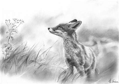 Swift Fox Drawing At Explore Collection Of Swift Fox Drawing