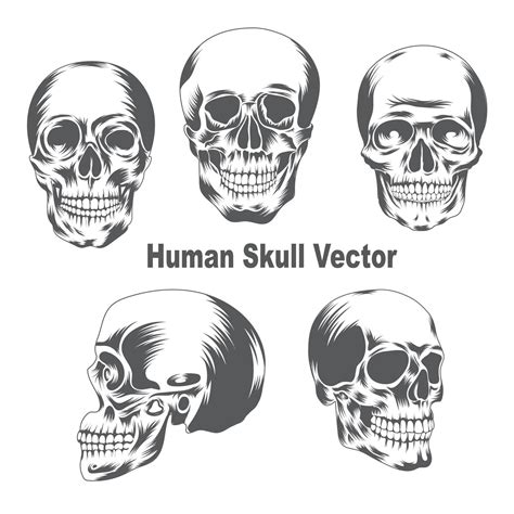 Human Skull Vector Illustration 15637863 Vector Art At Vecteezy