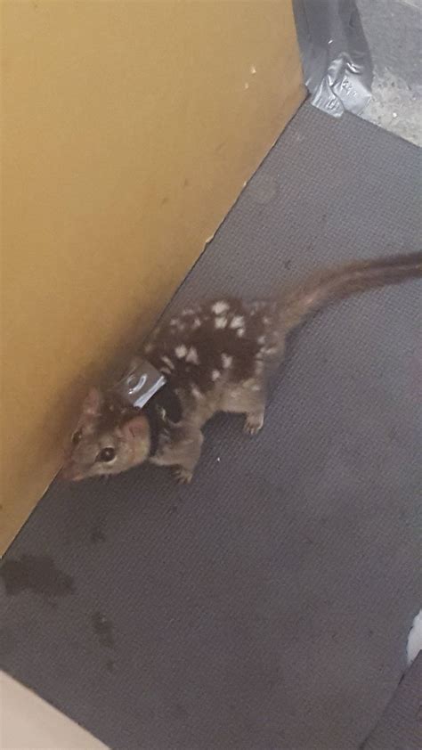 Cute Australian Marsupial With A Sex Driven Death ‘frenzy Puzzles Scientists South China