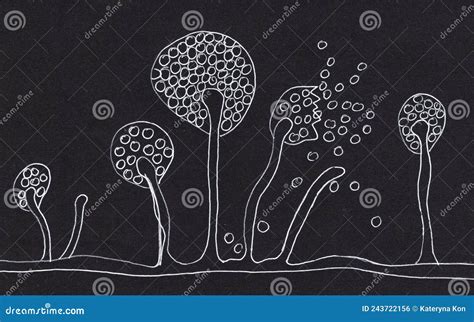 Structure Of Mucor Mold Black Fungus Bread Mold Fungi Stock Illustration