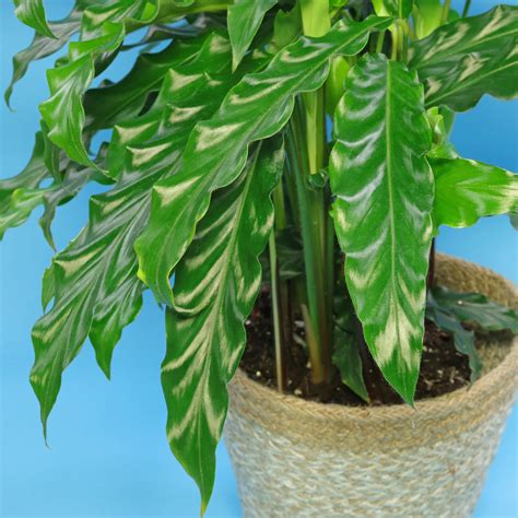 Die Pflege Der Korbmarante Goeppertia Rufibarba