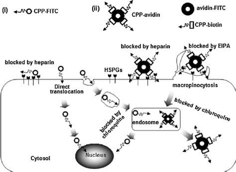Proposed Model For Cppcargo Delivery Into Tumor Cells I Cppfitc Download Scientific