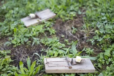 How To Stop Rats From Climbing Walls And Trees 8 Easy And Effective