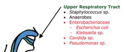 Lecture 5 Pathogen Host Interactions Flashcards Quizlet