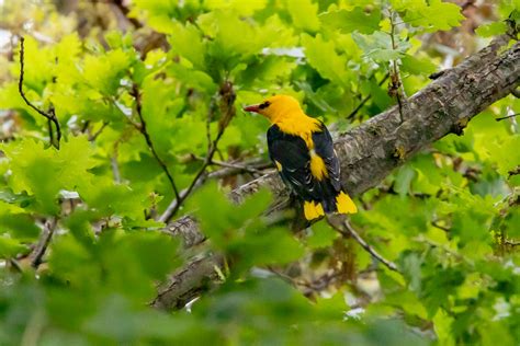 Pirol Forum Für Naturfotografen