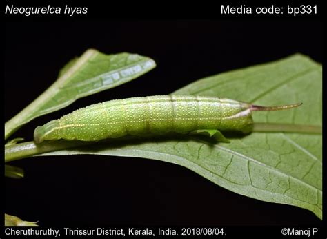 Neogurelca Hyas Walker 1856 Even Banded Hawkmoth Moths
