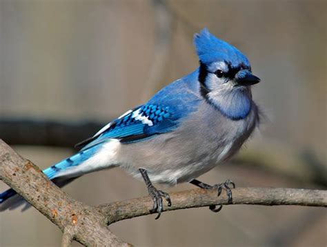 15 Animales Azules Nombres Características Y Fotos
