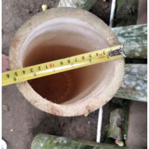 Jual Bambu Langka Diameter 12 16 Cm Panjang 75 Cm Shopee Indonesia