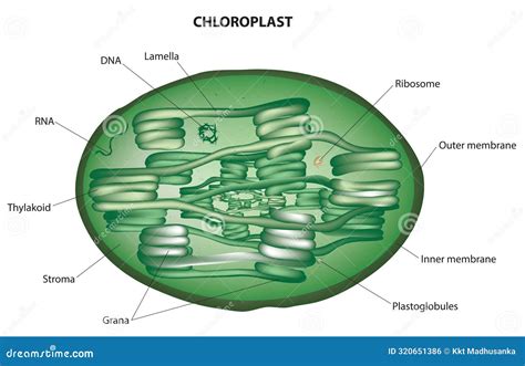 Chloroplast Diagram Stock Vector Illustration Of Cell 320651386