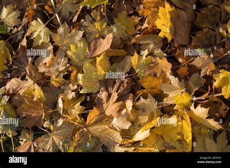 Shades Of Yellow And Russet In The Fallen Autumn Leaves Of A Sycamore