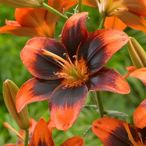 Van Zyverden Easy Samba Asiatic Lily Bulb 6 Ct Delivery Or Pickup