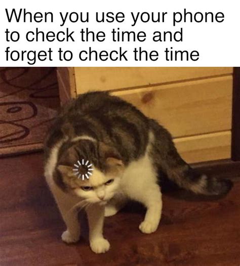 File Loading Cat Meme 2  Meming Wiki