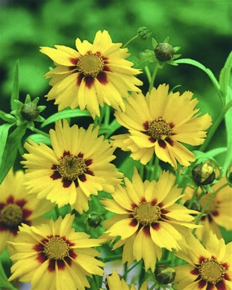 Coreopsis L Sterntaler Lepe Očke Vrtnarstvo Iris